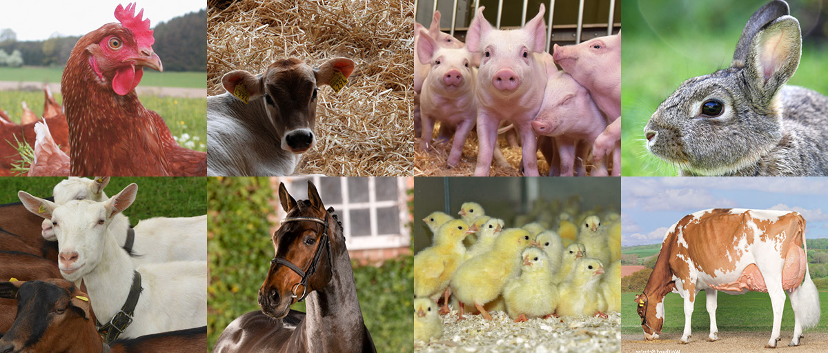 UFA AG: Verkaufsberaterin / Verkaufsberater AFP-Betriebe w/m/d